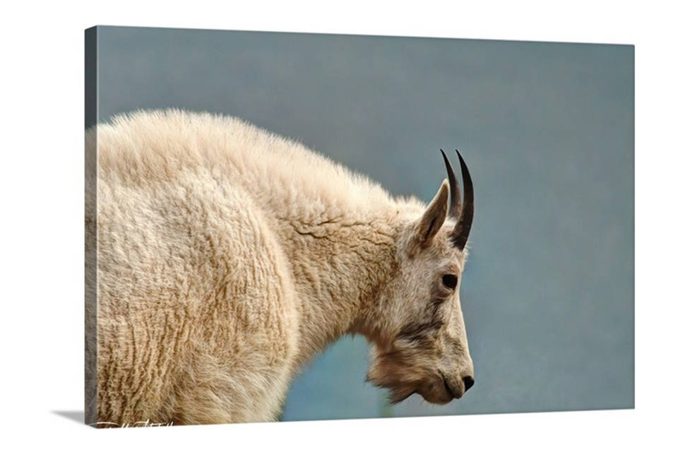 Portrait of a Goat | Glacier National Park | Tomas W Mitchell