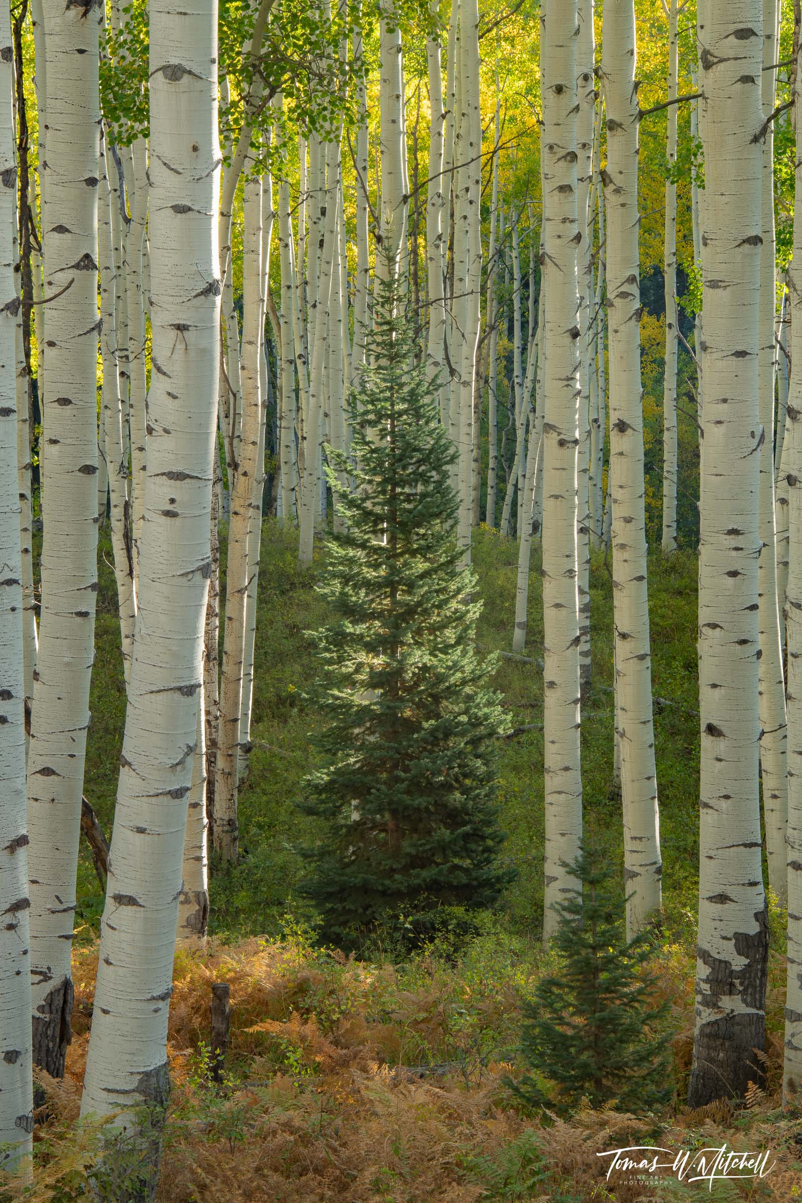 autumn aspen forest photo art prints Kebler Pass Colorado | Tomas W ...
